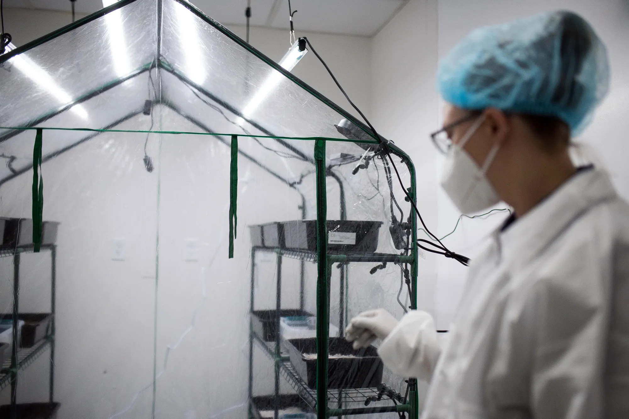 For Psychedelics, California and New York Are the States to Watch in ...