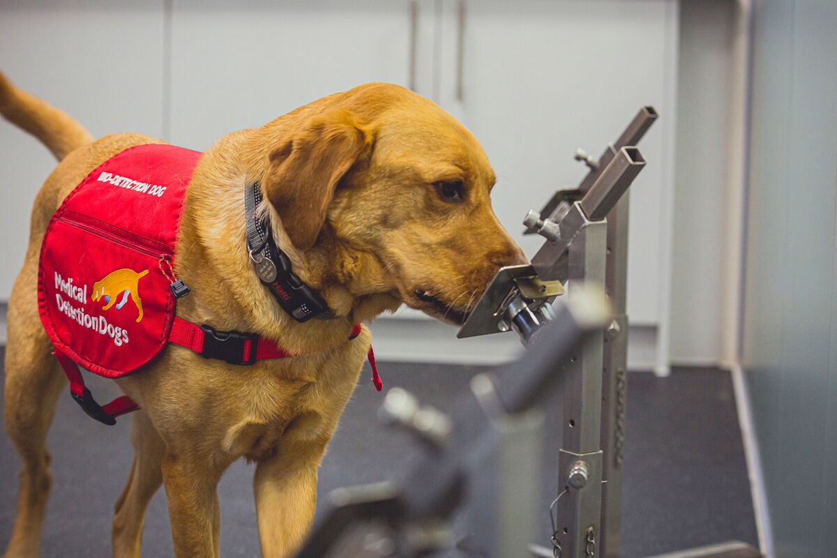 A Sniffer Dog Meaning