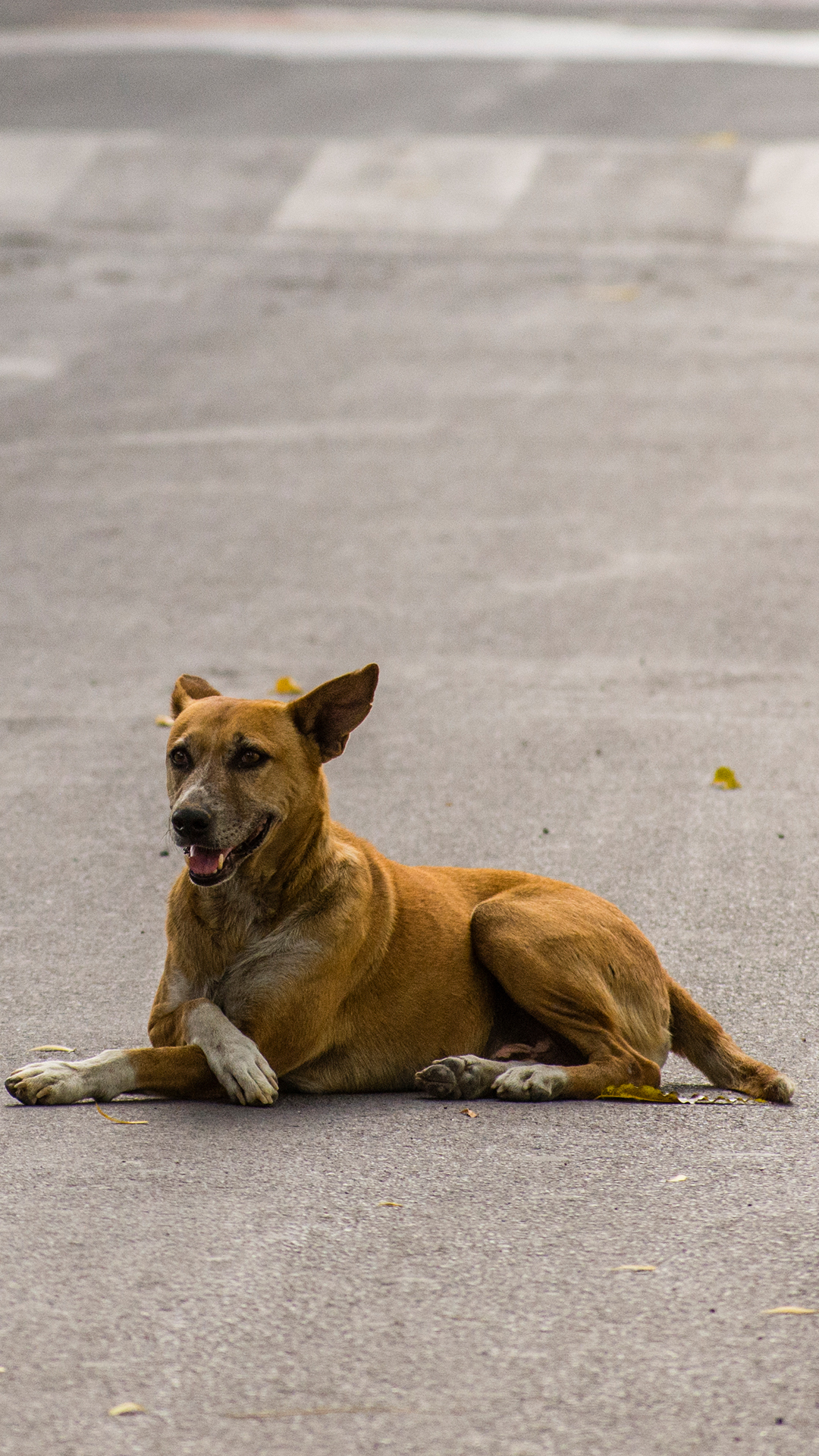 Watch Delhi's Stray Dogs Divide a Nation - Bloomberg