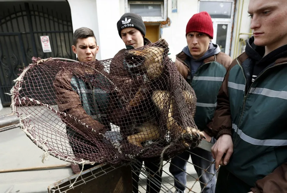 Catching and Saving Bucharest's Stray Dogs - Bloomberg