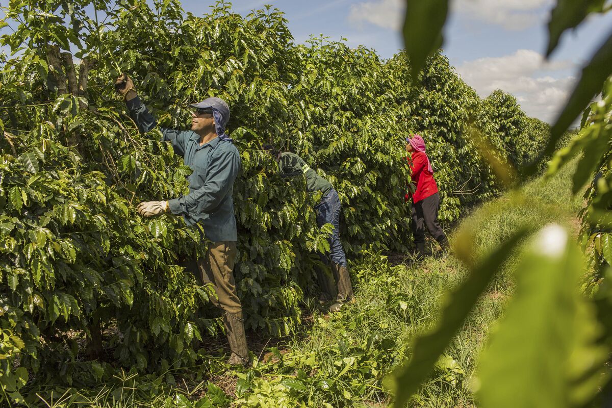 Brazil's Farmers Refuse to Sell Coffee, Waiting on a Miracle - Bloomberg