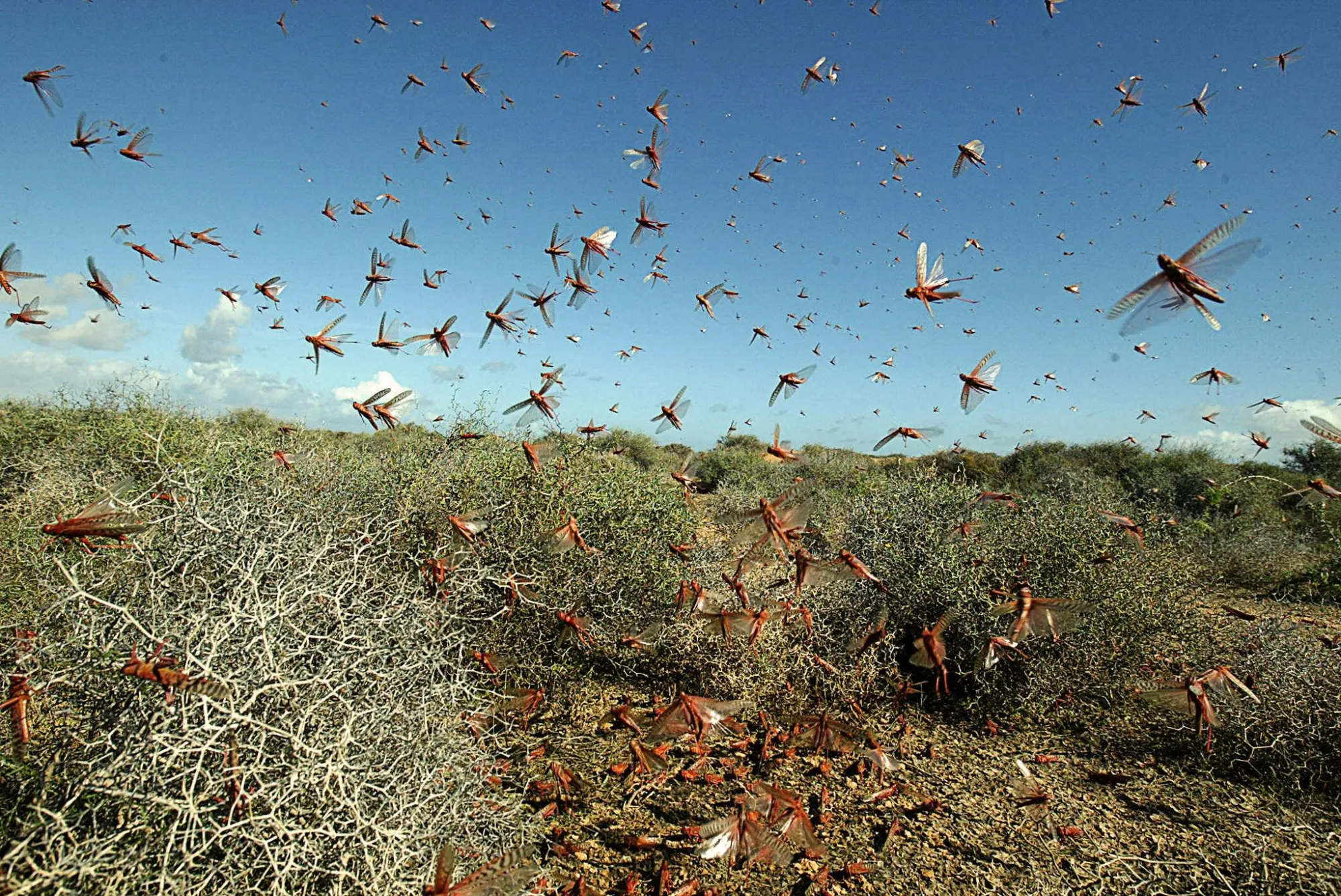 Locust Plague From Iran Raises Fears for Pakistan's Cotton Crop - Bloomberg