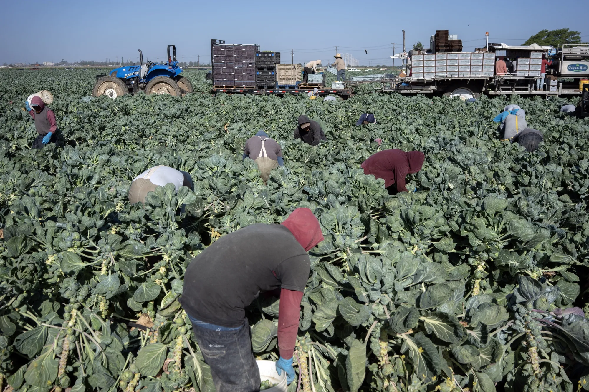 ICE Raids Have US Farms Fearing Food Shortages, Supply Chains Cracking ...