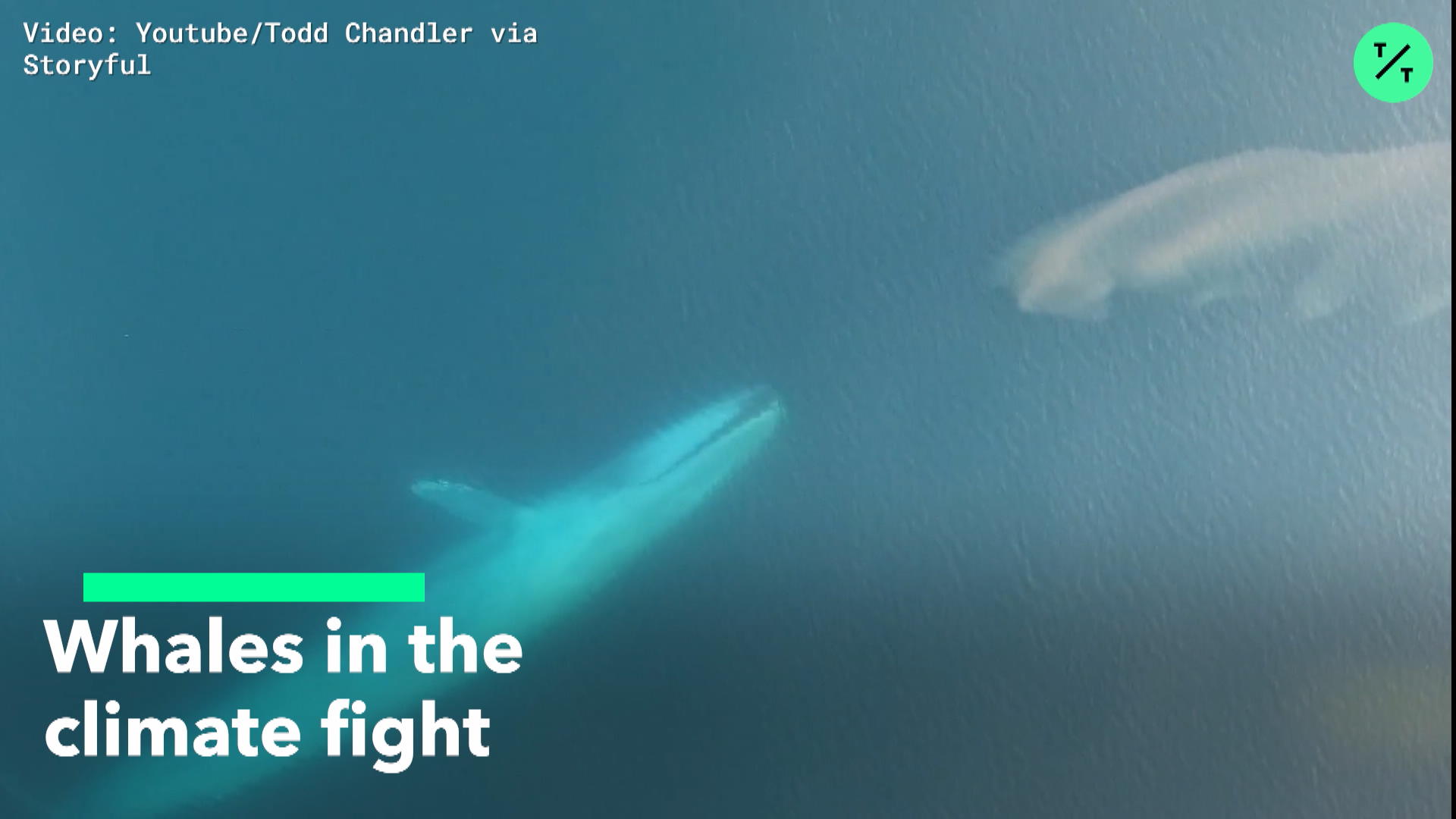 Watch Whales Help in Climate Fight - Bloomberg