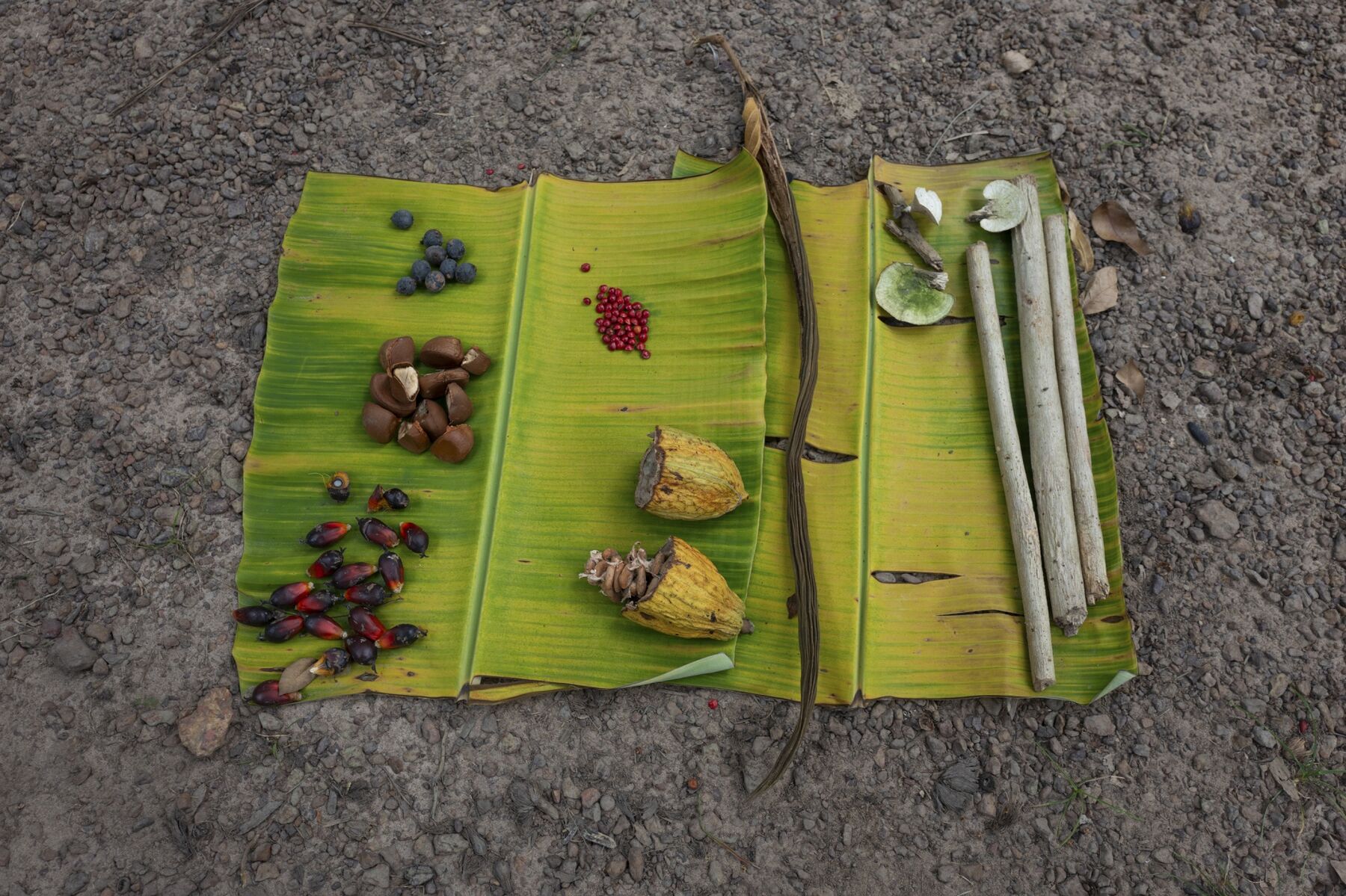 COP30: Brazil’s Amazon Reforestation Push Is Shaping Up to be a Big ...