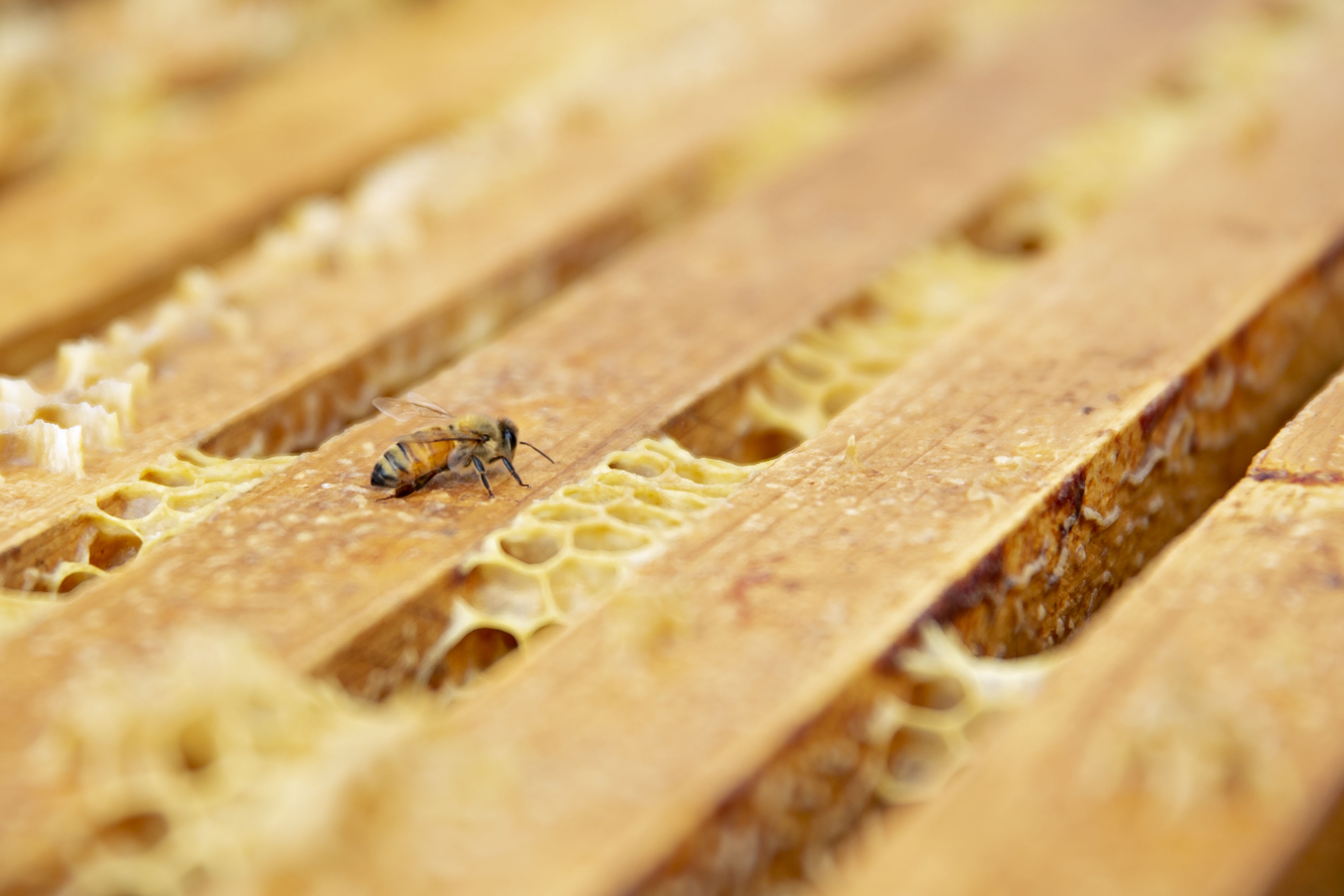 Honey Supply Shrinks in Canada After Cold, Wet Weather: Chart - Bloomberg