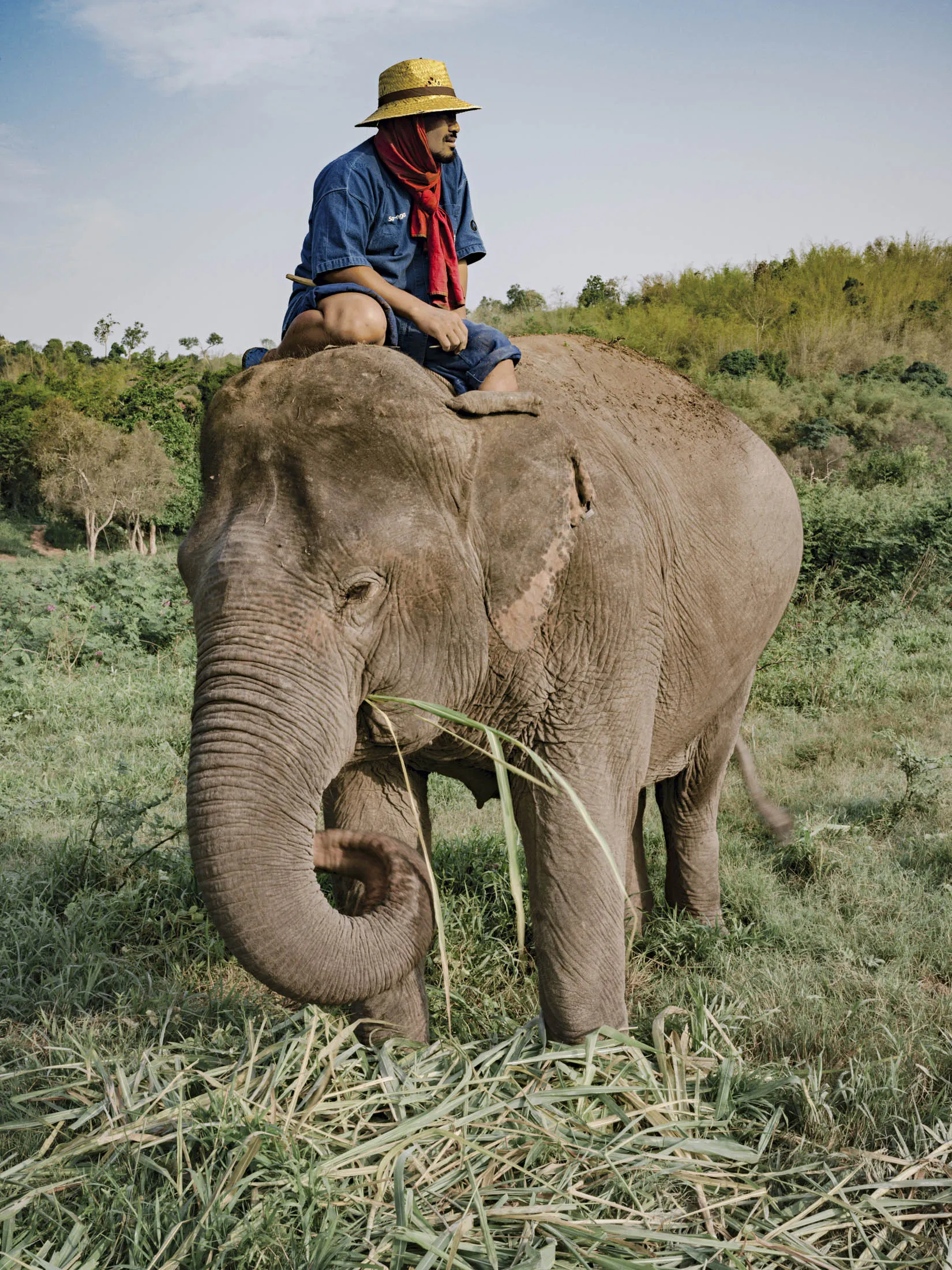 Ethical Elephant Riding in Thailand at Anantara Golden Triangle - Bloomberg