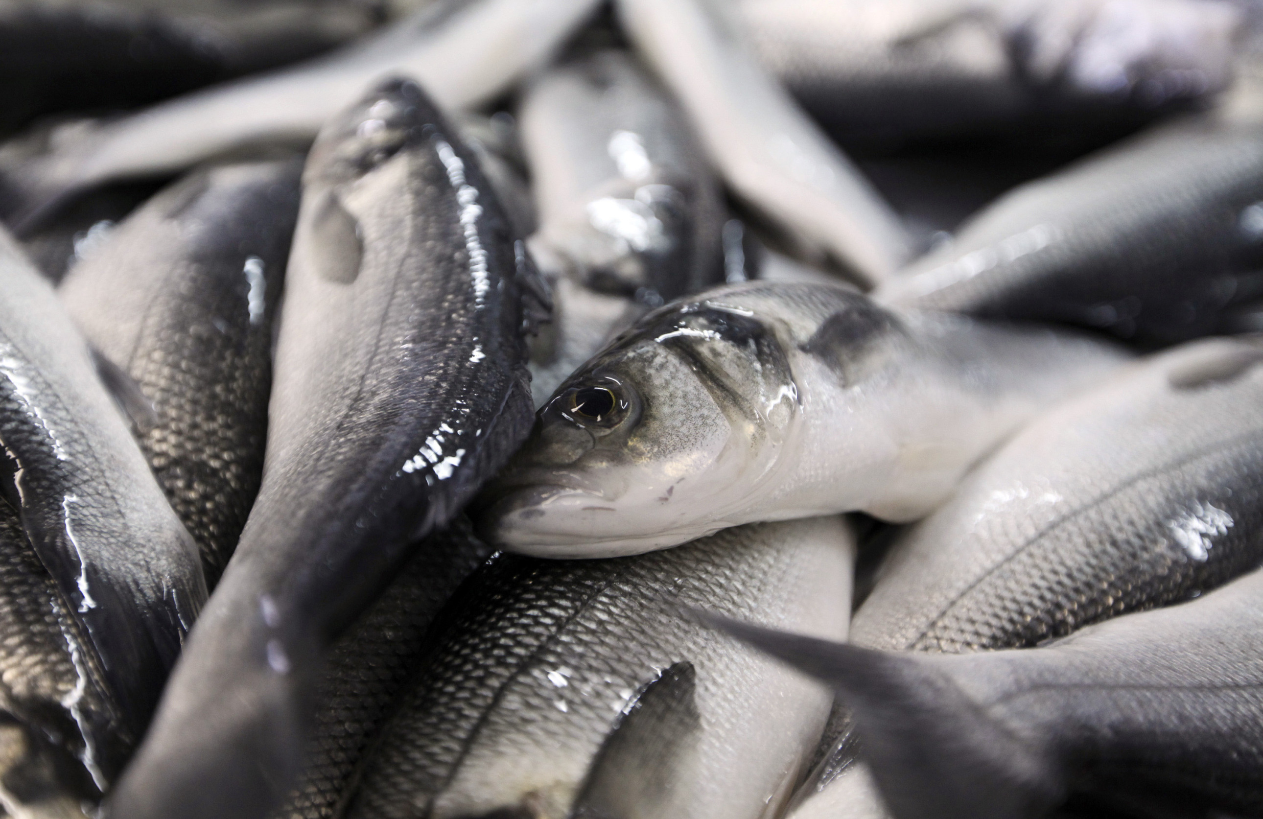 Dutch Defeated in EU Fish Fight as Ban on Electric Gear Looms - Bloomberg