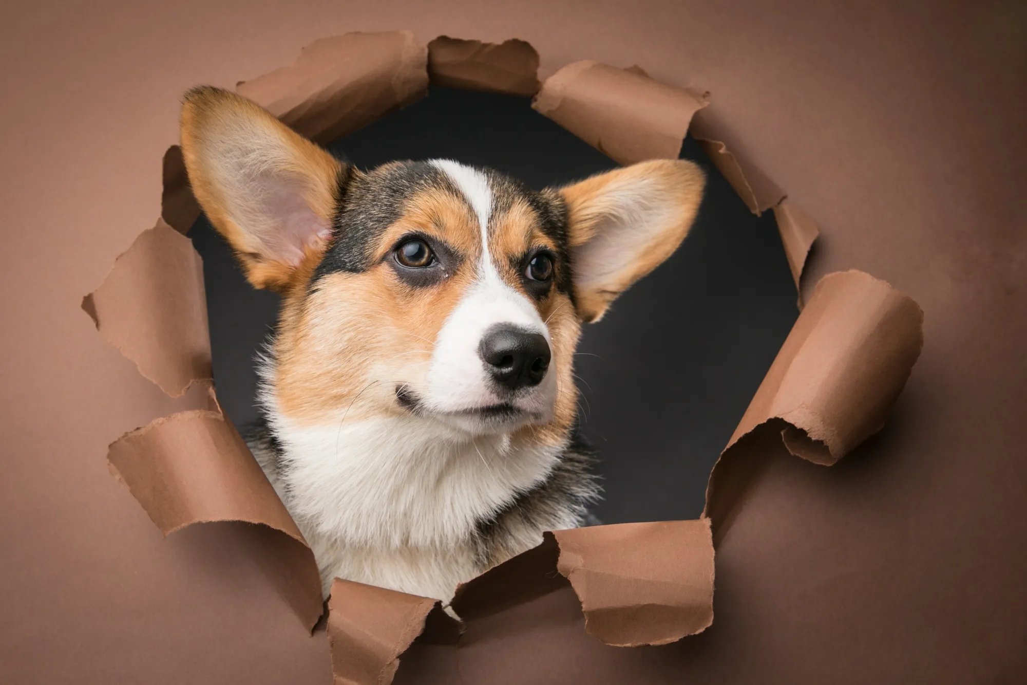 Dog Influencers Take Over Instagram After Pandemic Puppy Boom - Bloomberg