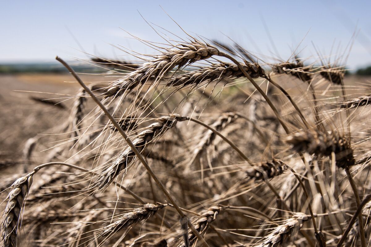 Wheat Markets Shrug Off Black Sea Flashpoints as Exports Flow - Bloomberg