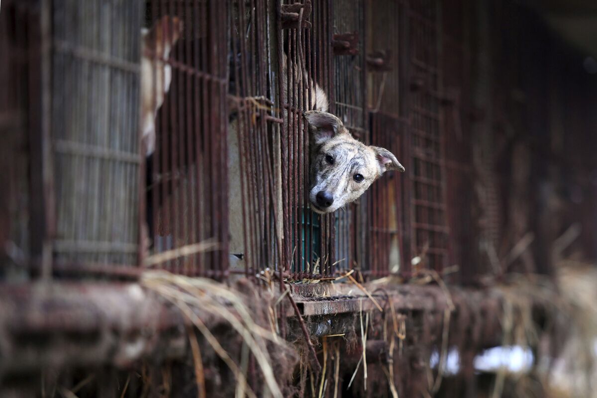 Why Do Koreans Eat Dog? South Korea to Launch Task Force on Banning Dog ...