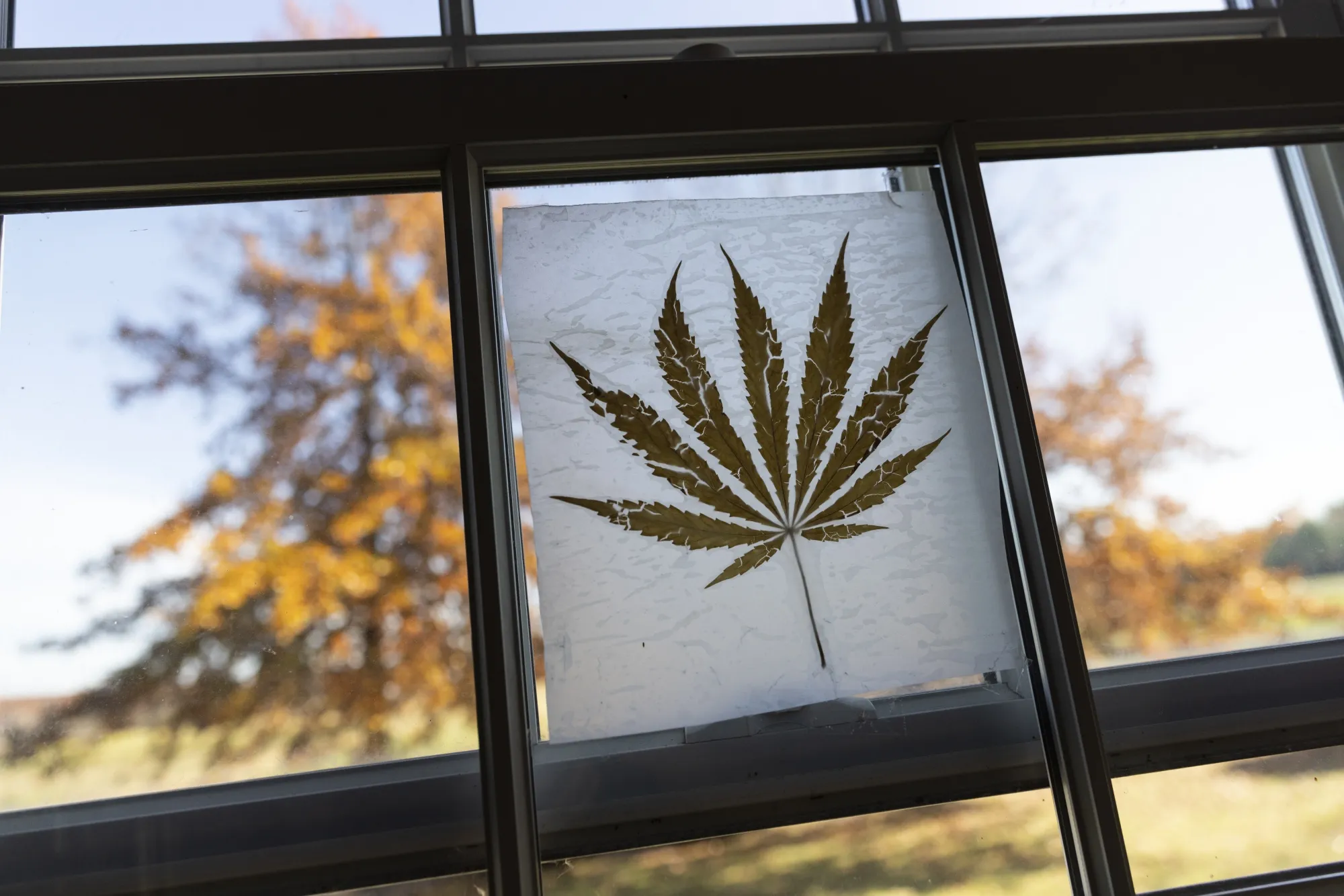 Instagram Is the New Marijuana Dealer for Young People - Bloomberg