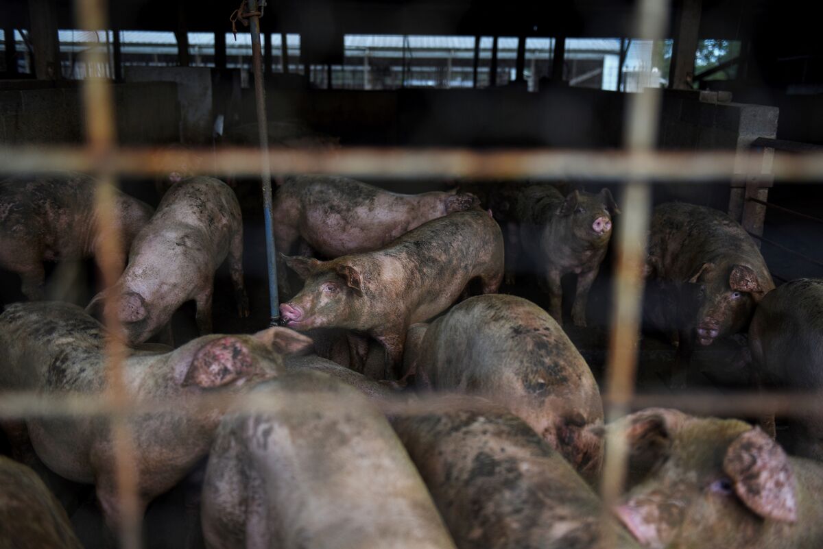 Hog Lagoons Stay Contained Amid Pelting Rains, Governor Says - Bloomberg