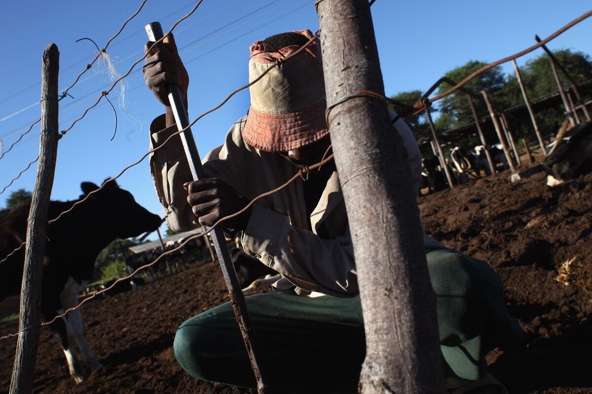 Zimbabwe Starts Firing State Workers as It Runs Out of Money - Bloomberg