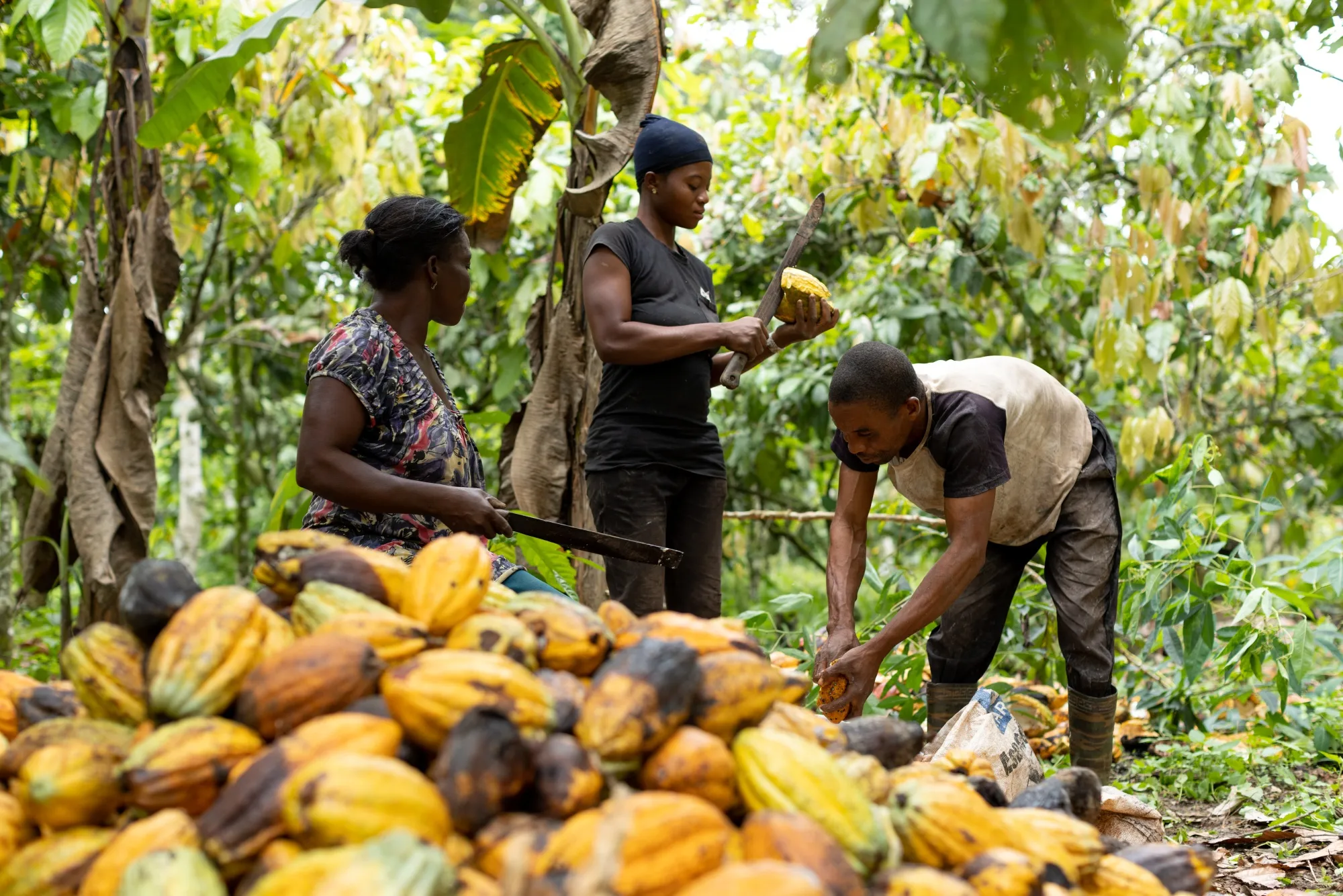 Ghana Raises Cocoa Farmers’ Pay by 45% as Bank Loan Stalls - Bloomberg