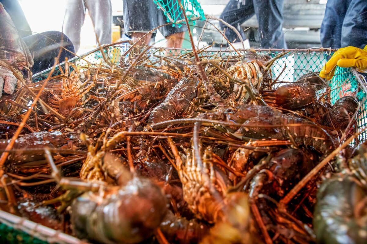 China Taps Vietnam, Russia for Food Supplies to Reduce Western ...