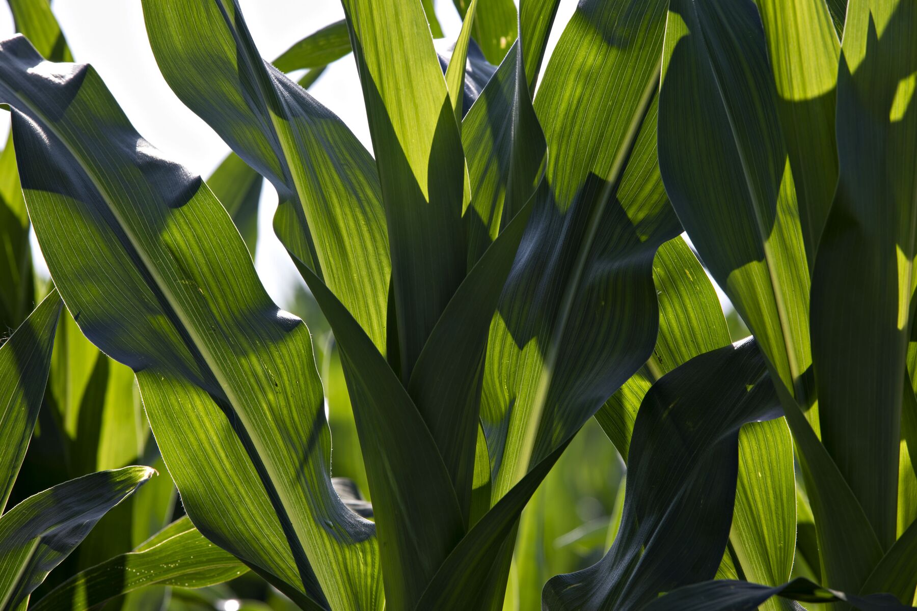 Indigo Ag Gets $250 Million in Funds to Scale Up Carbon Capture - Bloomberg