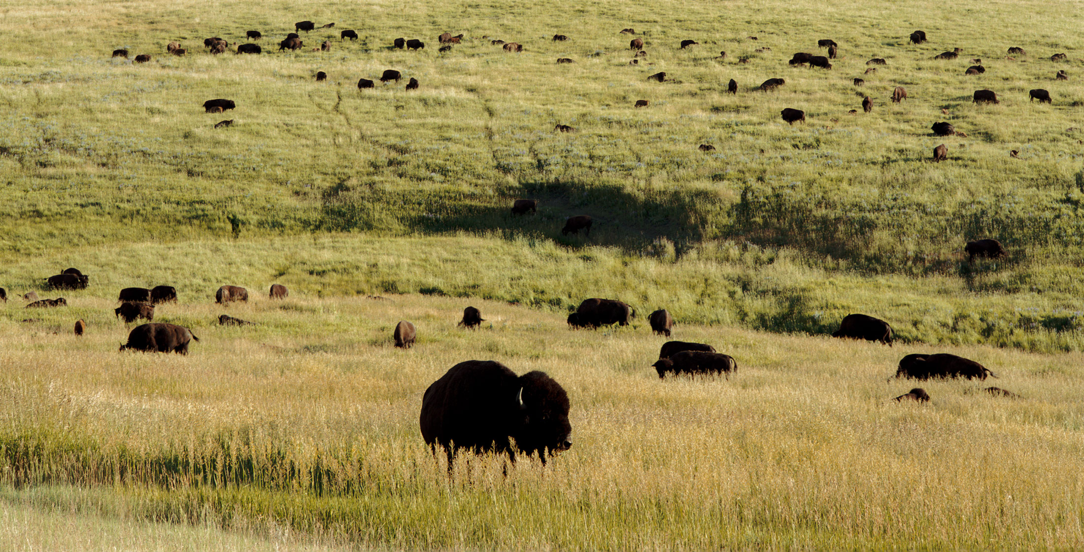The Face of the New American Bison Rancher - Bloomberg