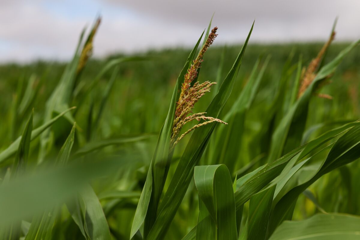 Ukraine Grain: Rain and Blackouts Strand Third of Corn Crop in Fields ...
