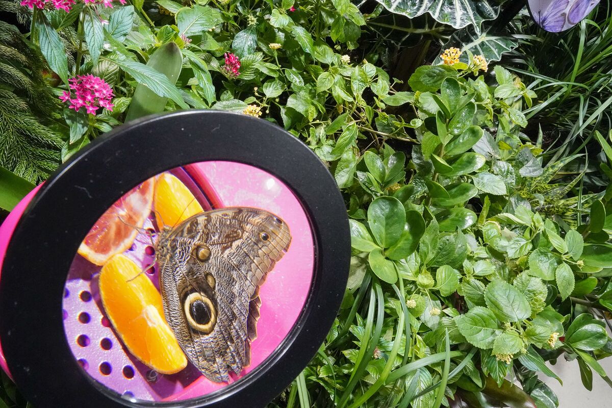 The American Museum of Natural History Is Adding a New Insect Exhibit ...