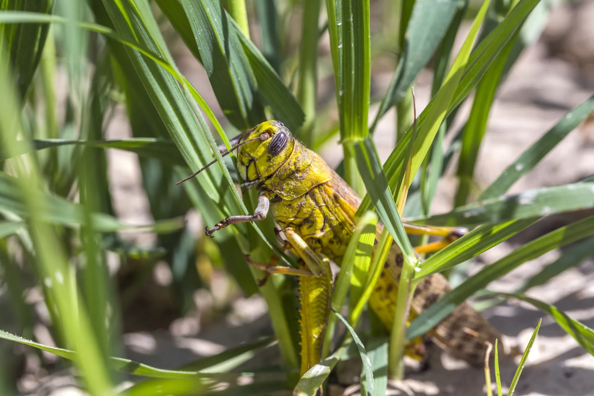 ‘Our Children Will Starve’ Say Pakistan Farmers as Locusts Breed ...