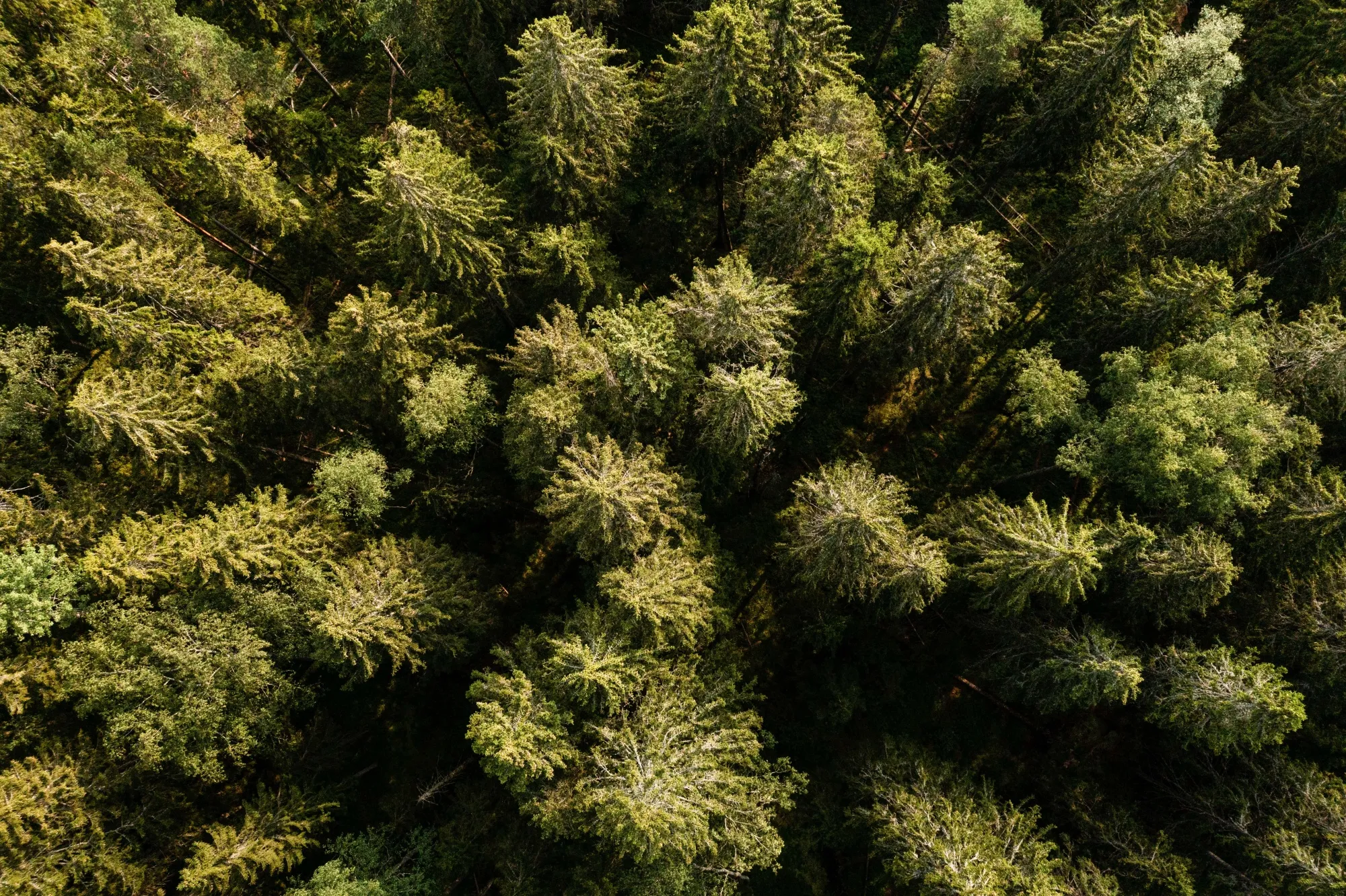 Turning Green Into Gold Takes a Leap of Faith - Bloomberg