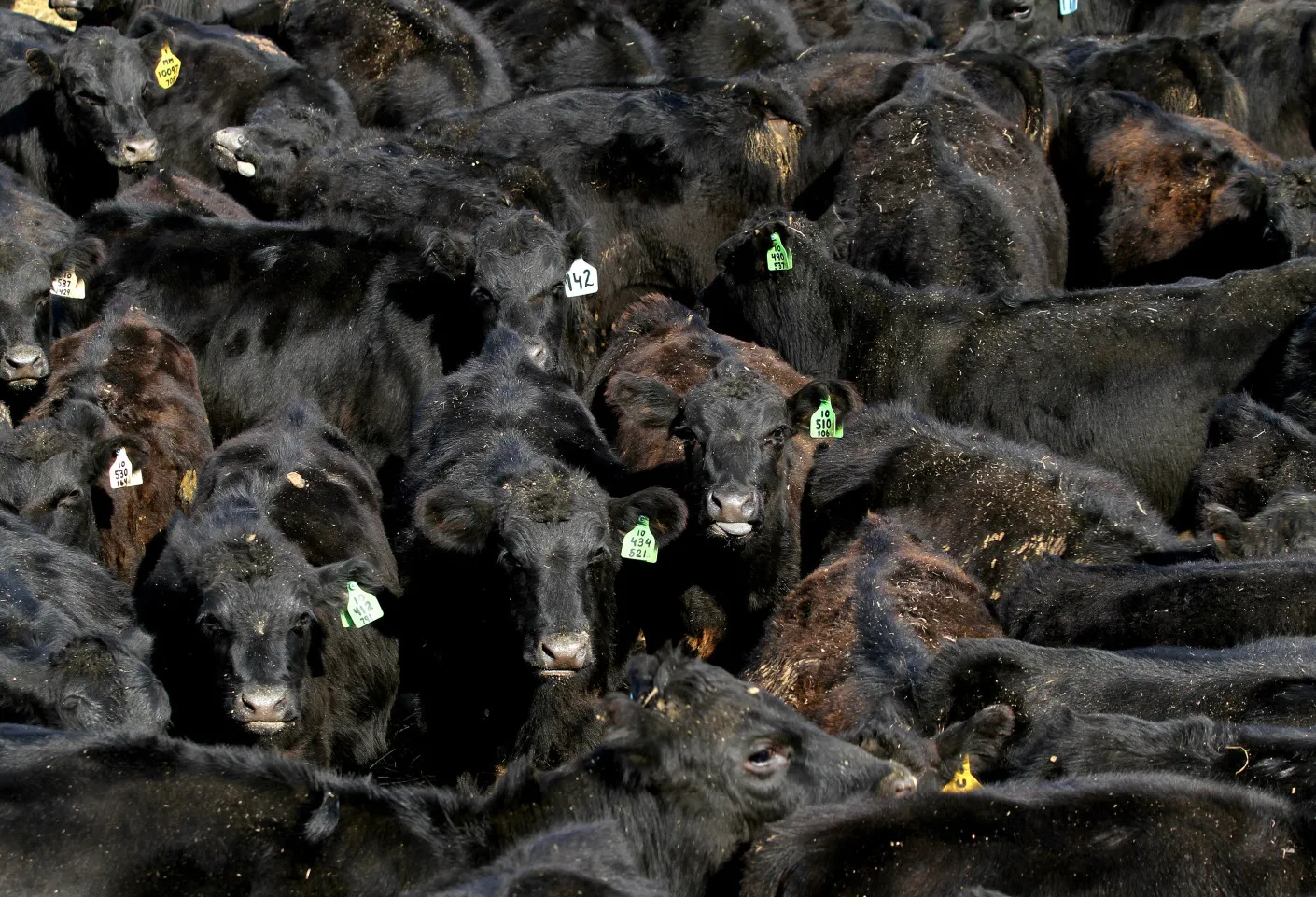 Rare Cattle Disease Found First Time in Decades in Montana Herd - Bloomberg
