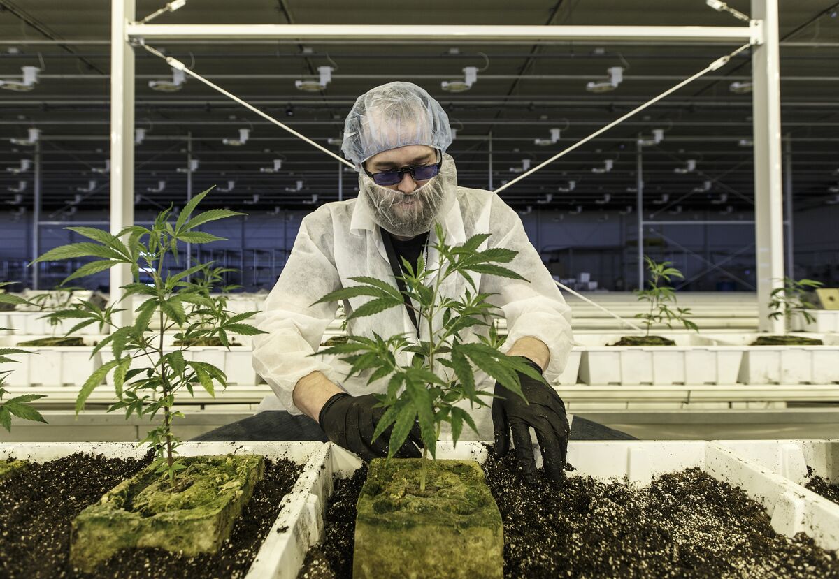 Marijuana Grower Aurora's Buying Spree Continues With New Deal - Bloomberg Marijuana Grower Aurora's Buying Spree Continues With New Deal - Bloomberg