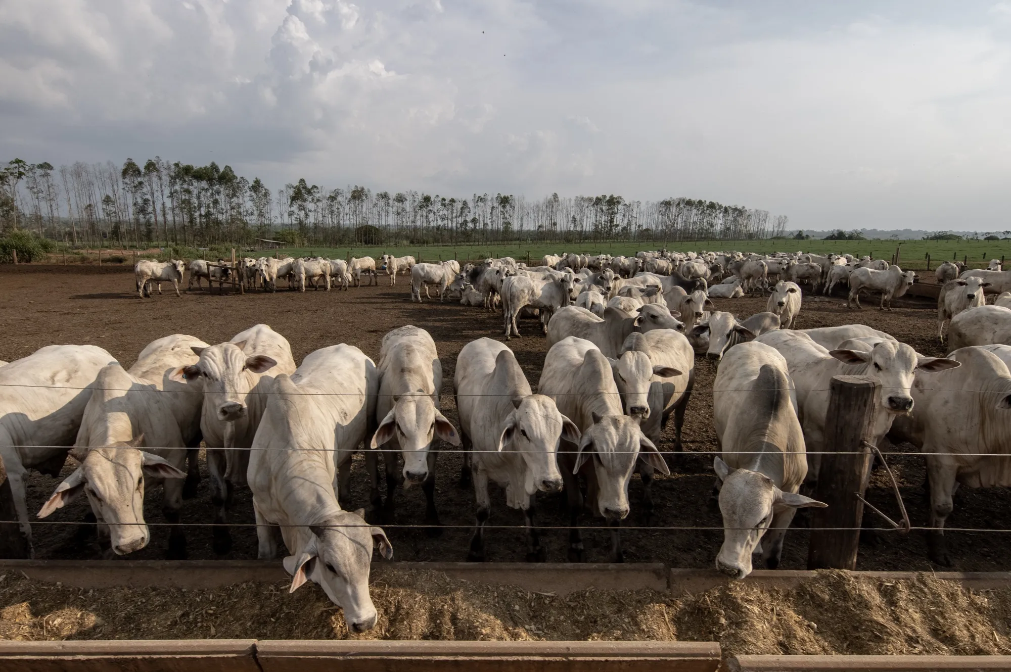 Cattle Supplies Seen Dwindling in Brazil, Making Beef Costlier - Bloomberg