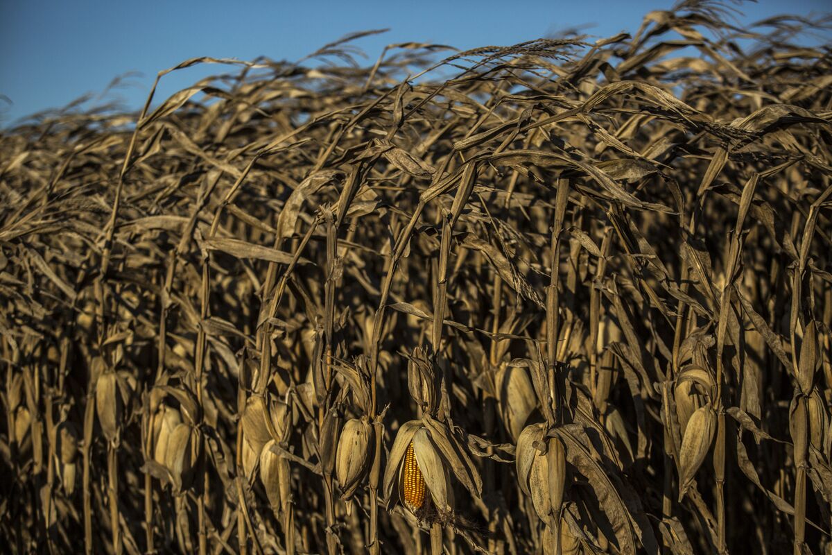 Nigeria Currency NGN USD Forex Blocked For Corn Imports Bloomberg nigeria-currency-ngn-usd-forex-blocked-for-corn-imports-bloomberg