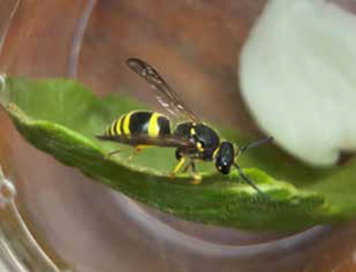 Heathrow Plane Insects: Eight Flights Aborted Due to Infestation ...