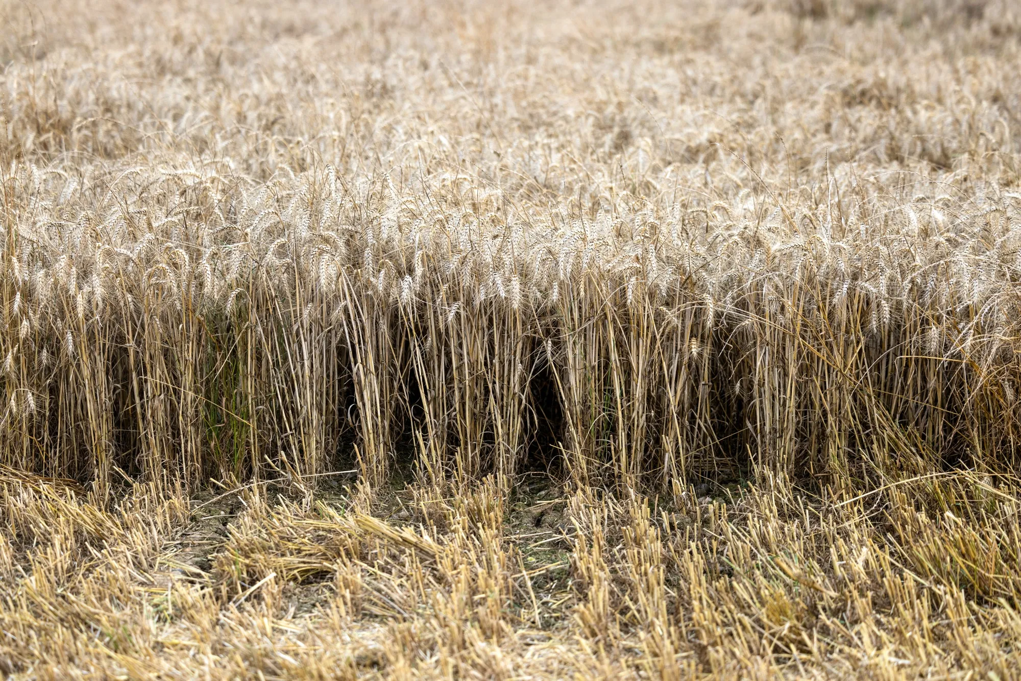 EE.UU. afirma que trigo transgénico de Bioceres es seguro - Bloomberg