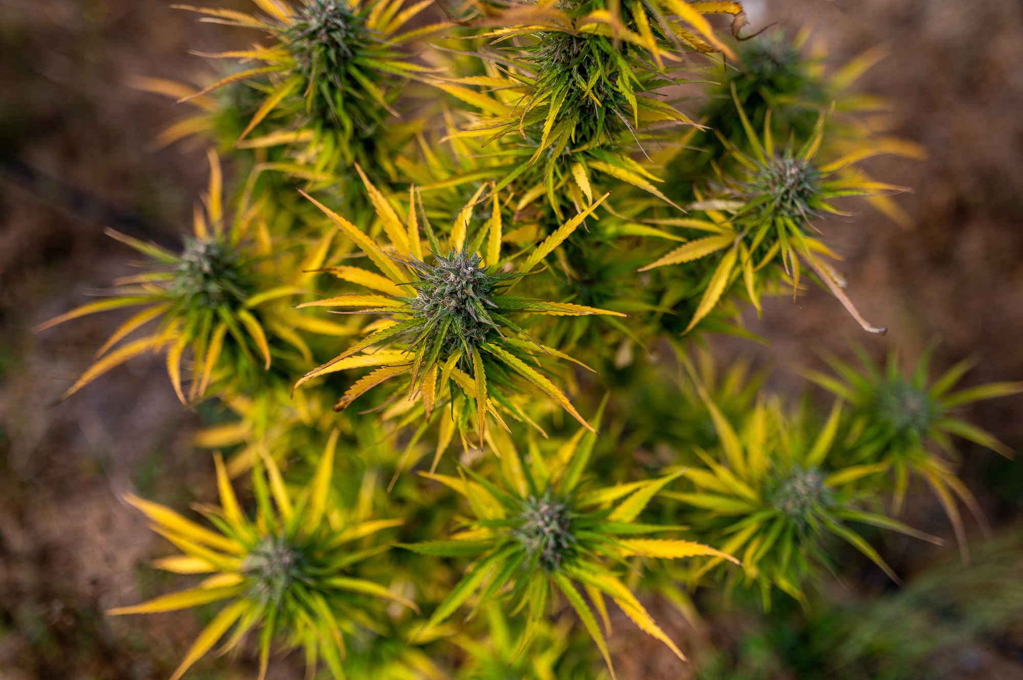 Marijuana Legalization: Germany to Allow Purchase of 20 Grams of ...