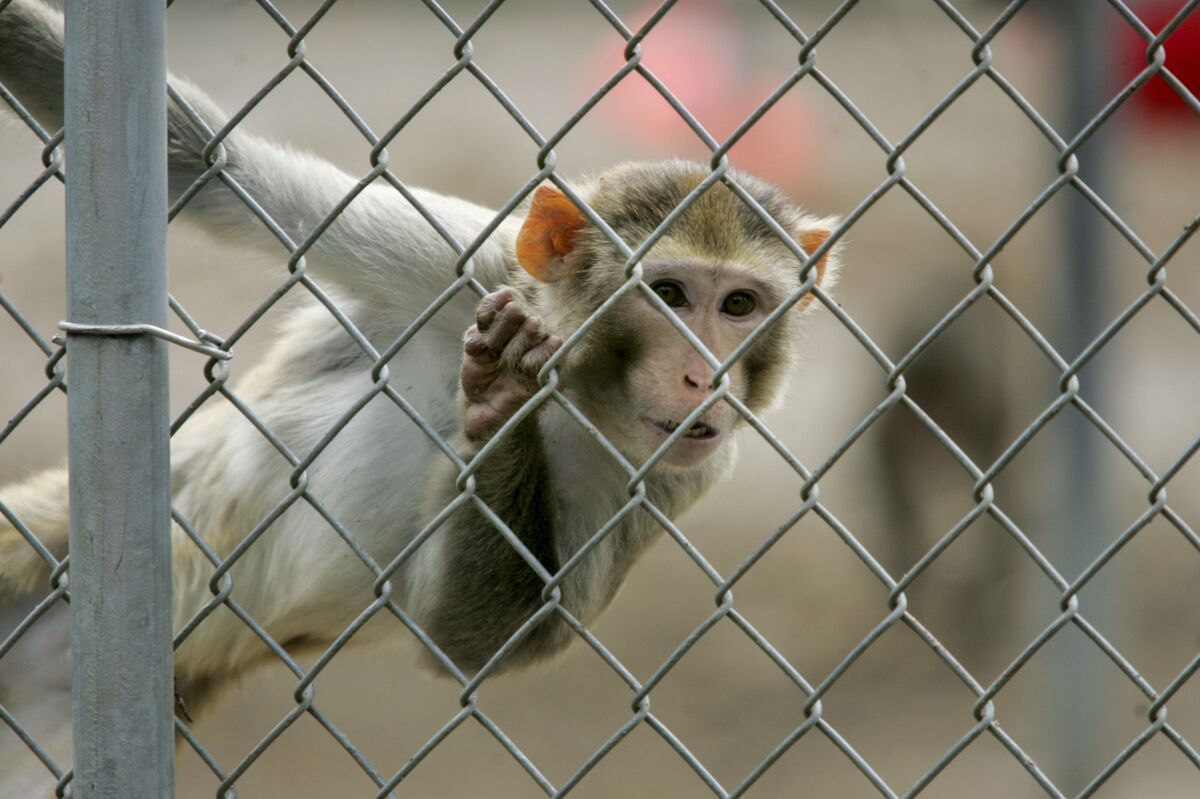 Animal Testing for Vaccines Relies on a Cruel Monkey Supply Chain