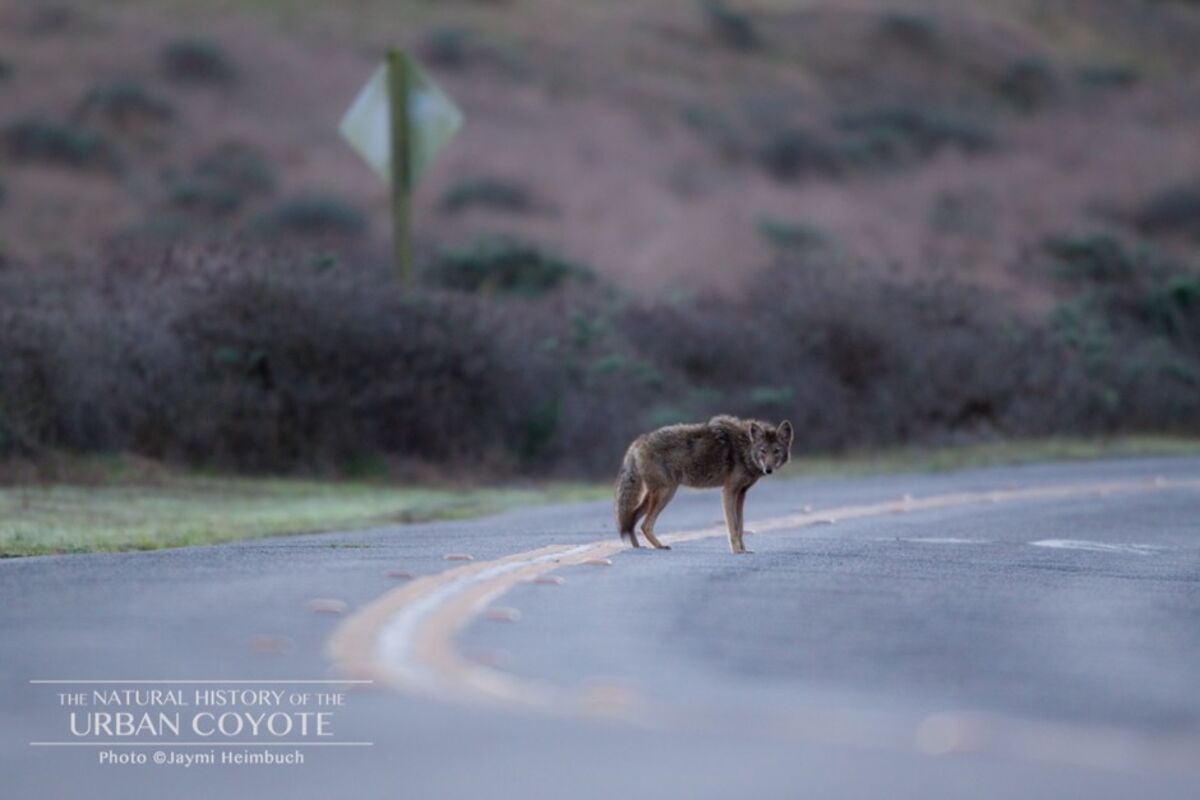 A New Photojournalism Project Documents the Spread of Urban Coyotes ...