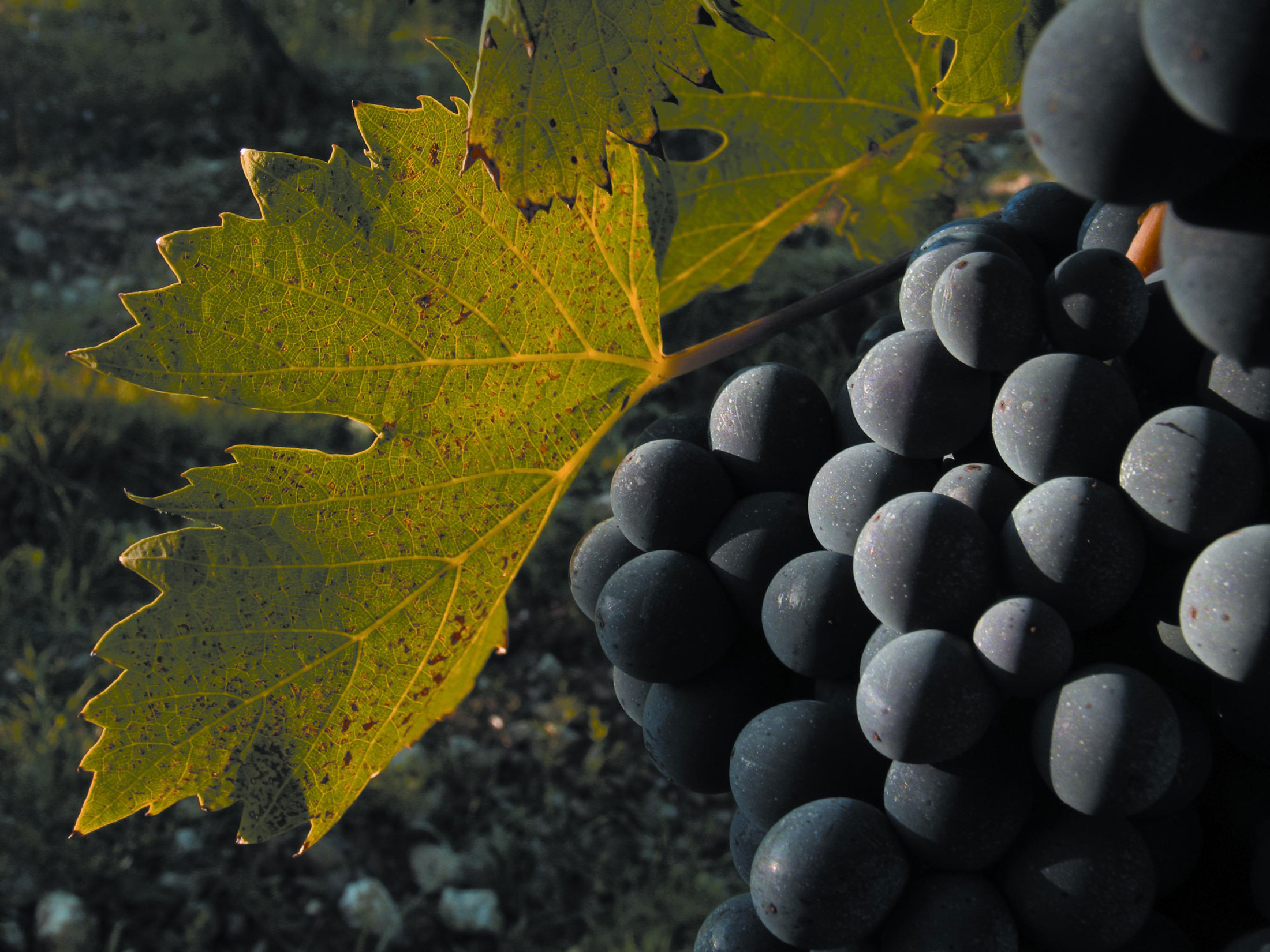 Chianti Classico Gran Selezione Makes a Super Premium Wine Grab - Bloomberg