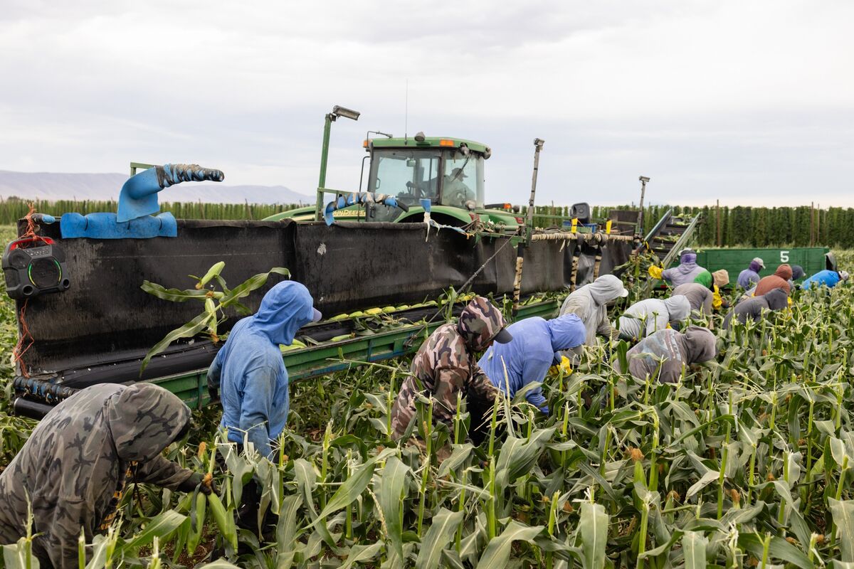 Record US Corn Crop Drives Nutrien Fertilizer Profits - Bloomberg