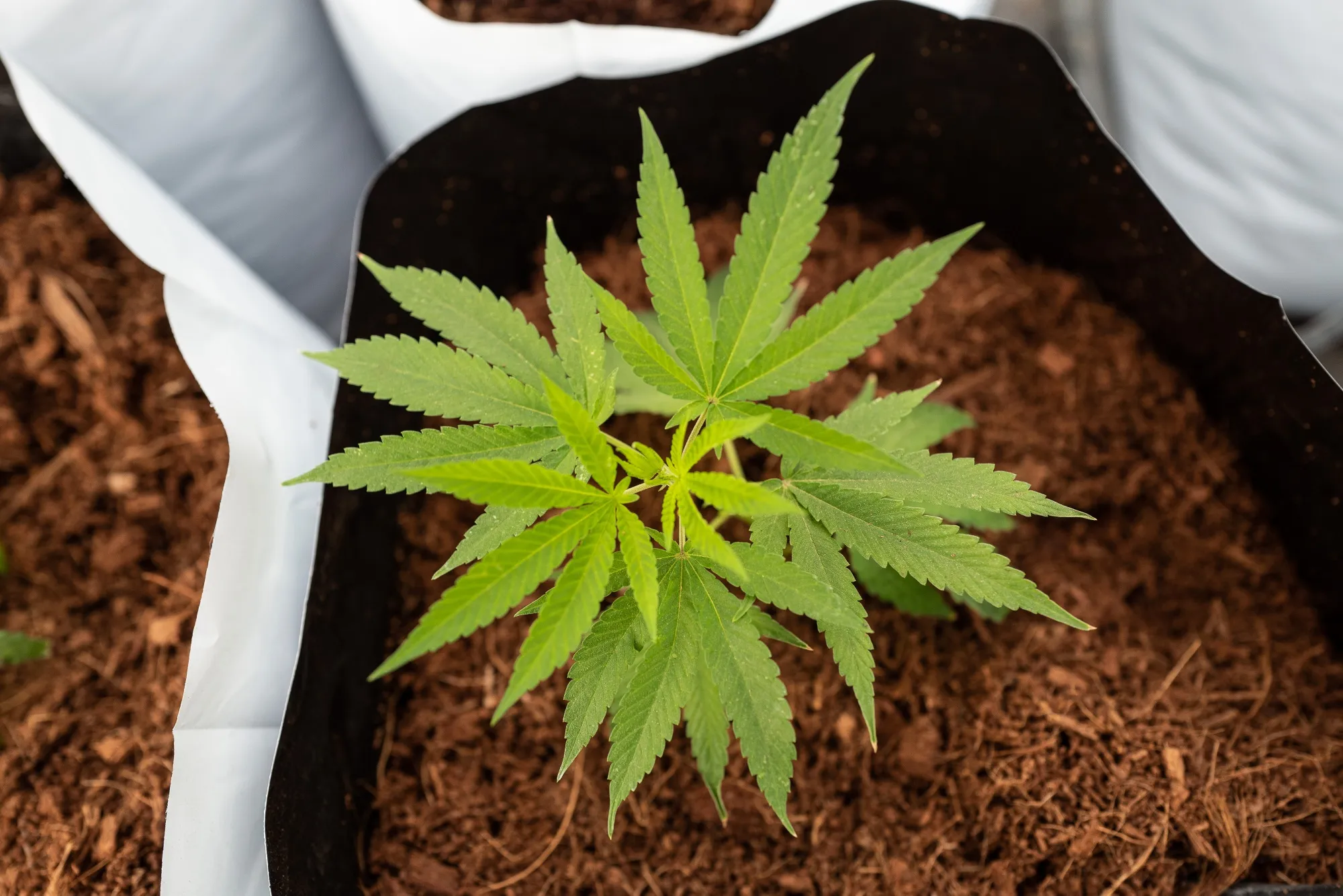 Cantourage IPO: German Marijuana Company Surges in Trading Debut ...