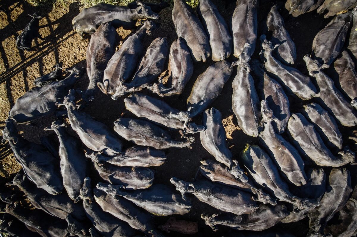 EU and Australia Deadlock in Push for a Free-Trade Agreement - Bloomberg