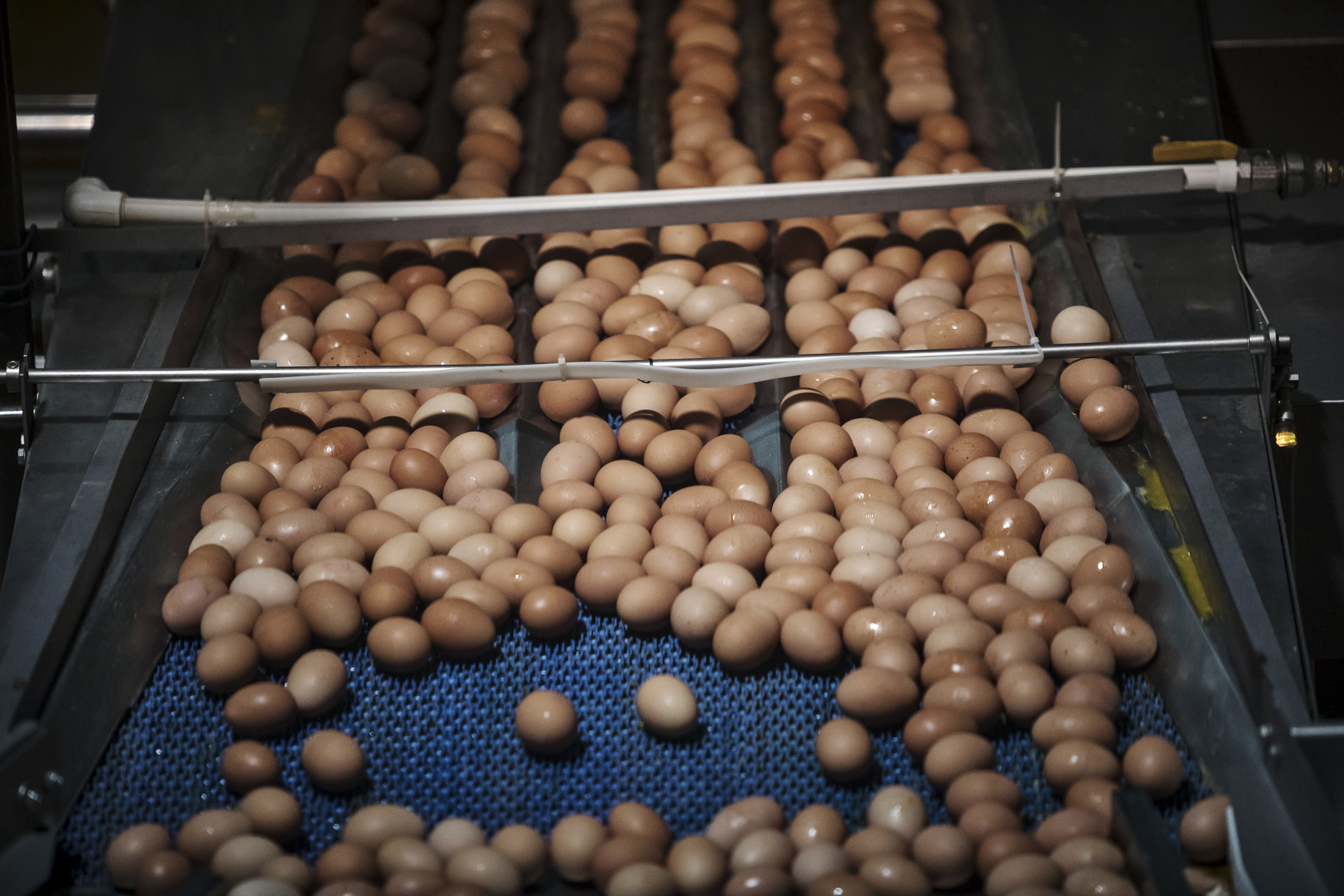 China Egg Futures Investors Bet Coronavirus Will Curb Supply - Bloomberg