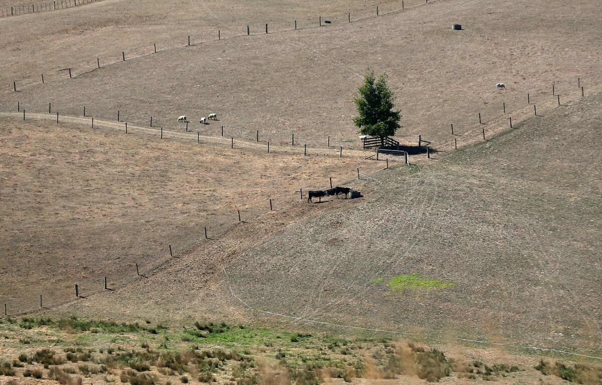 New Zealand Faces ‘Triple Dip’ La Niña Summer, Risk of Drought - Bloomberg New Zealand Faces ‘Triple Dip’ La Niña Summer, Risk of Drought - Bloomberg