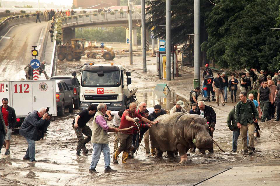 Tbilisi Zoo Reopens After Deadly Floods Killed People, Animals - Bloomberg