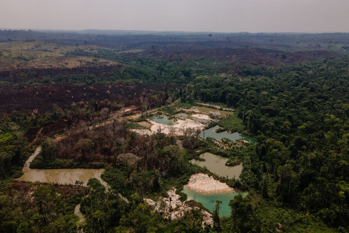 Narcos Fuel Illegal Gold Mining in Brazil, Destroy Amazon Rainforest ...