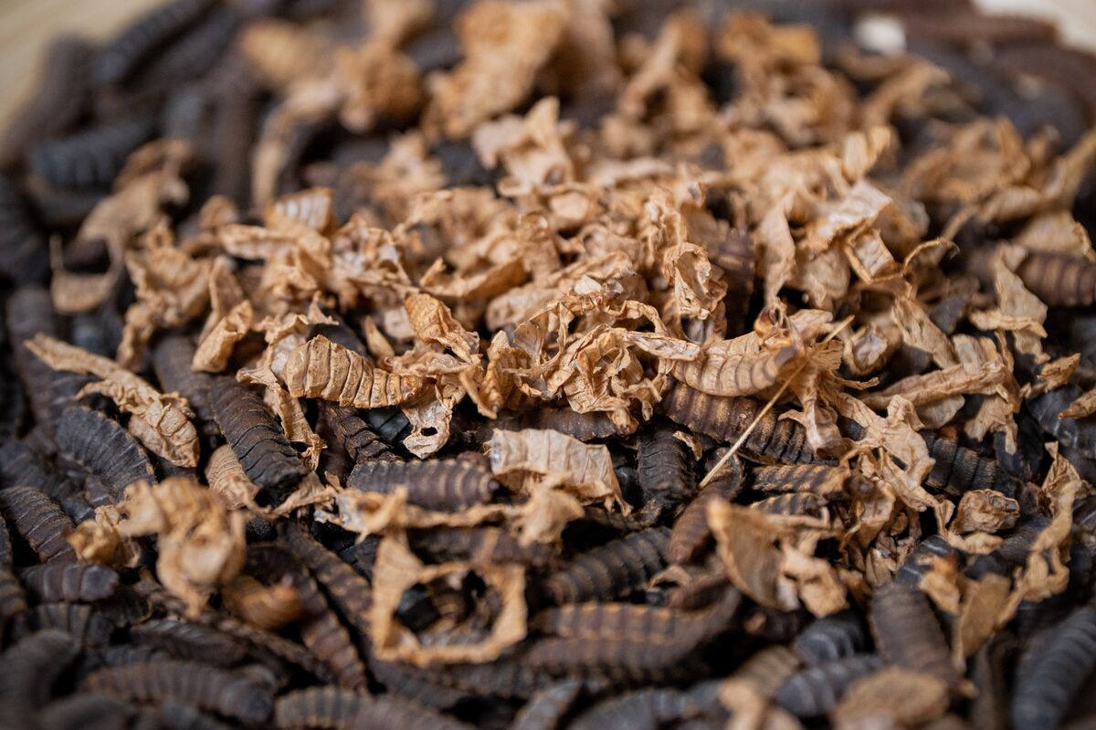 The World’s Biggest Bug Farm Wants to Decarbonize Fishmeal - Bloomberg