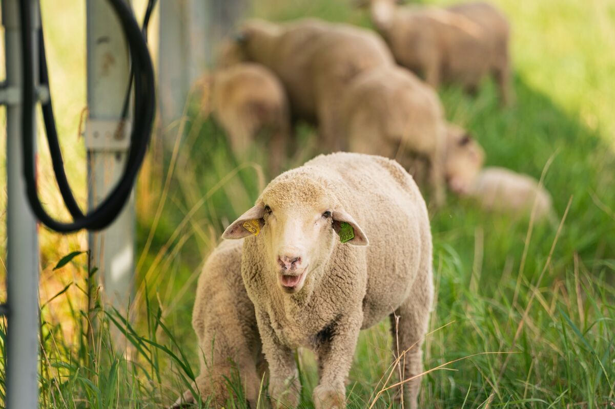 How Sheep Keep Solar Farms Out of the Shade - Governors' Wind Energy ...