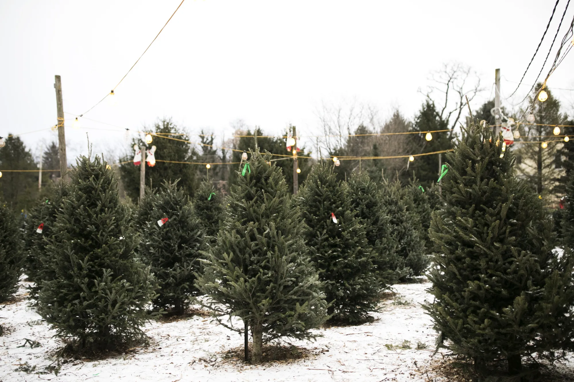 Blame the Financial Crisis for More Expensive Christmas Trees - Bloomberg