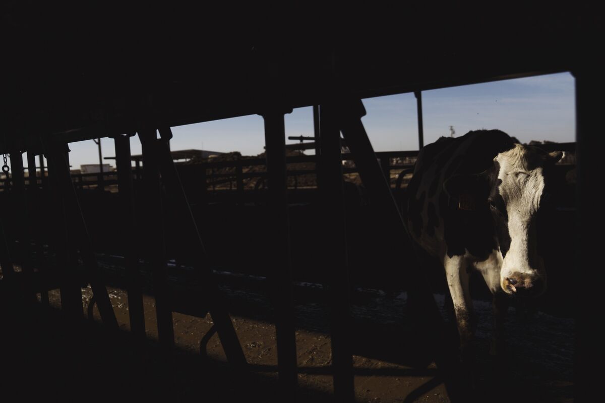 Cow Got Milk