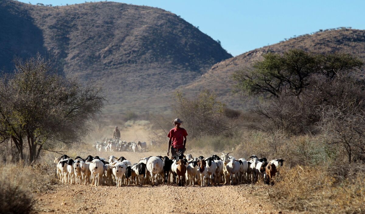 Namibia Needs More Funds to Combat FMD Outbreak in Livestock - Bloomberg