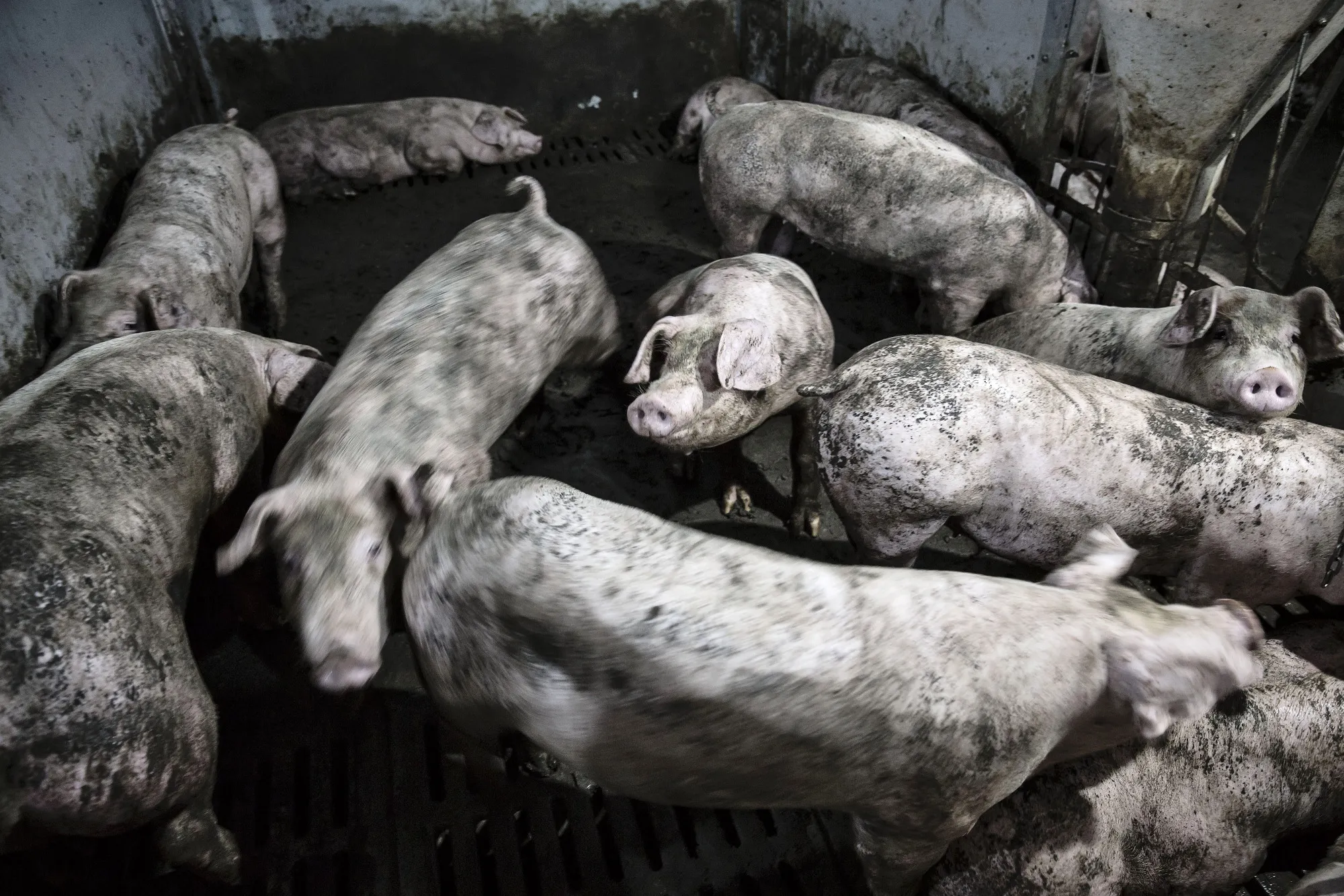 The Year of the Pig Will Be a Pig of a Year for China's Hogs - Bloomberg