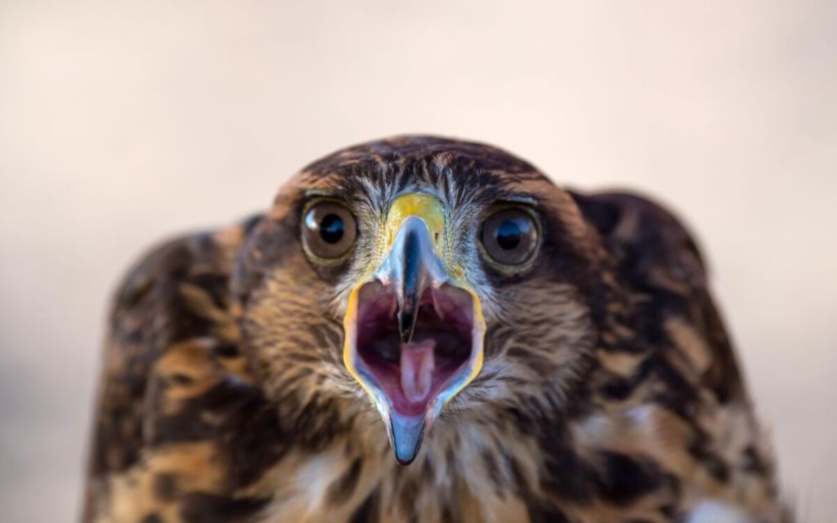 The Fed Keeps Ignoring the Screams of the Inflation Hawks - Bloomberg